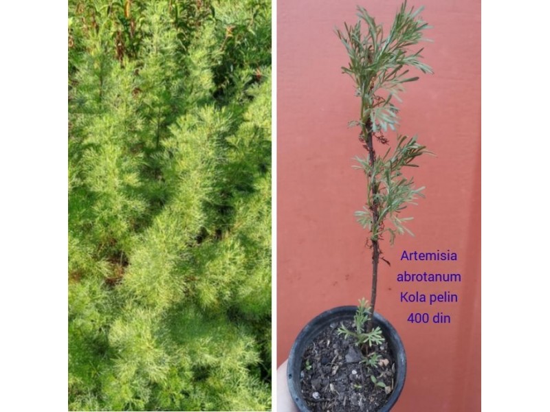 Kola pelin (Artemisia abrotanum)