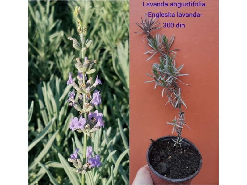 Engleska lavanda (Lavanda angustifolia)