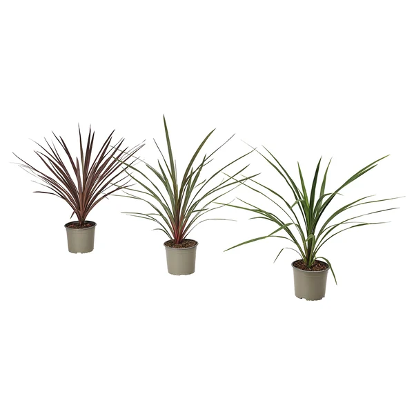 Biljka u saksiji, Cordyline indivisa raznobojno, 17 cm