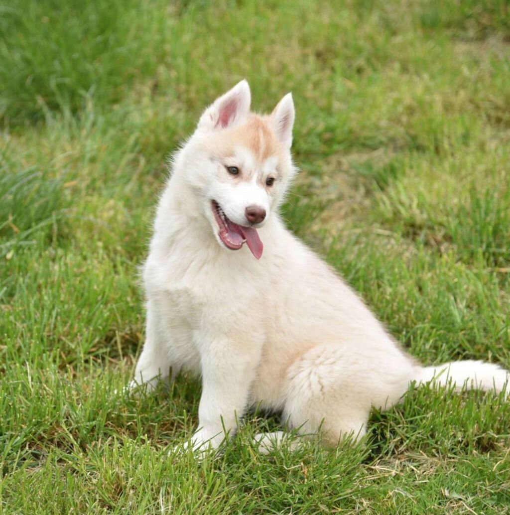 Prelepi štenci sibirskog haskija na prodaju. U ponudi štenci sibirskog