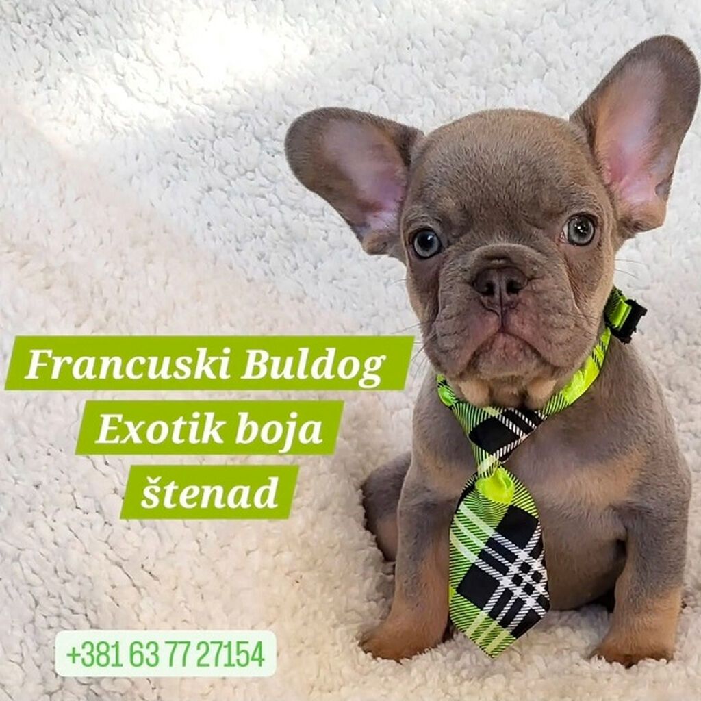 Francuski Bulldog štenci exotik boja. Stari 3 meseca, primili sve 3