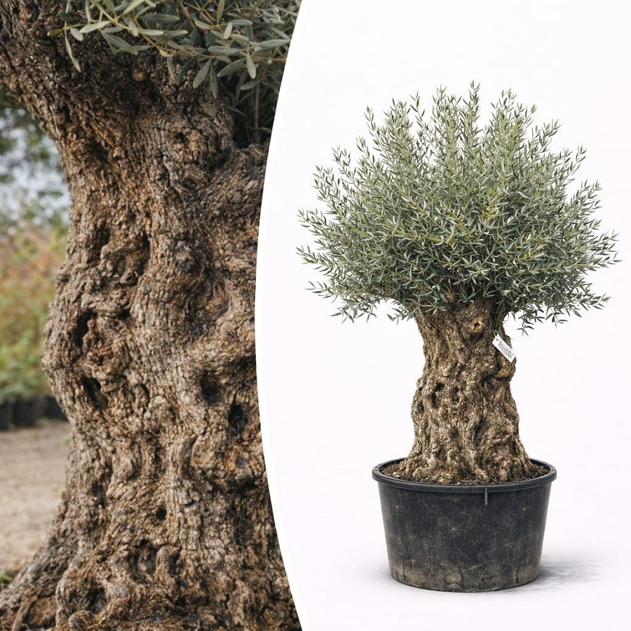 Bonsai maslina velika