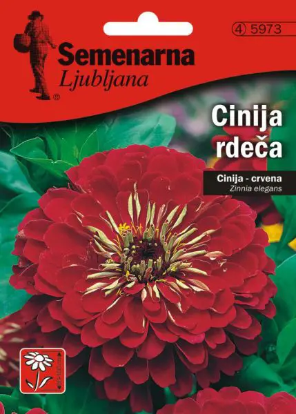 Cveće Cinija elegans - crvena - Zinnia elegans 5973