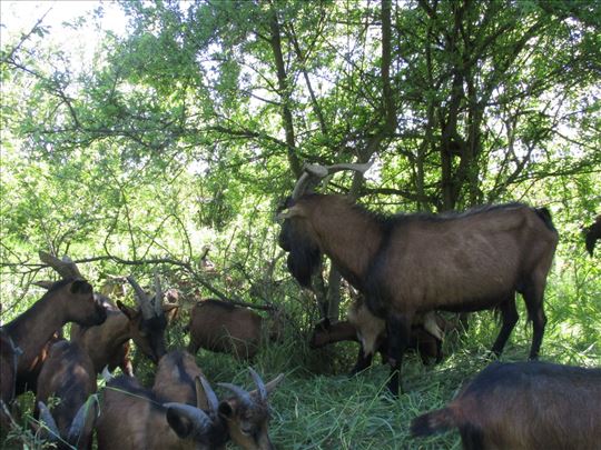 Alpske koze sa sa jarićima i bez jarića