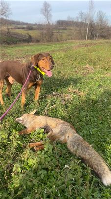 Bugarski čokoladni gonič slobodan za parenje
