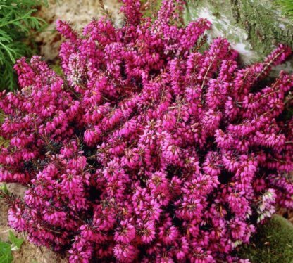 Erika – Erica carnea – CRVENA