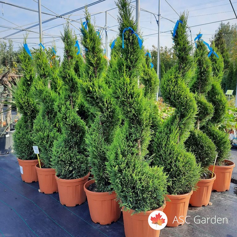 Cupressocyparis leylandii castewelland gold spirala 90 cm