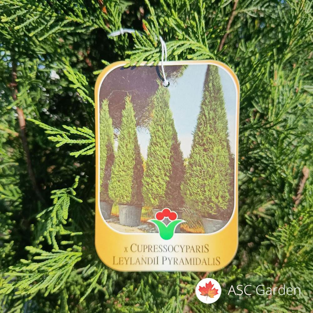 Cupressocyparis leylandii pyramidalis ‘2001’ 400-450 cm