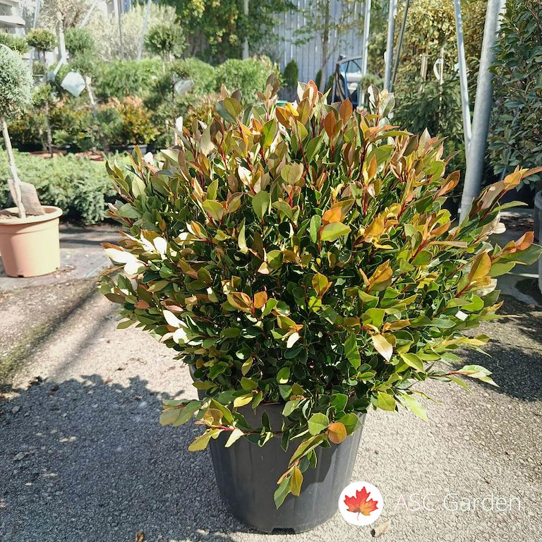 Photinia fraseri Chico 40 cm lopta