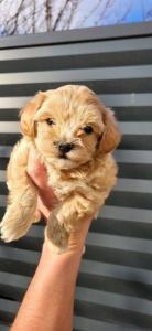 MALTIPOO MUSKO STENE