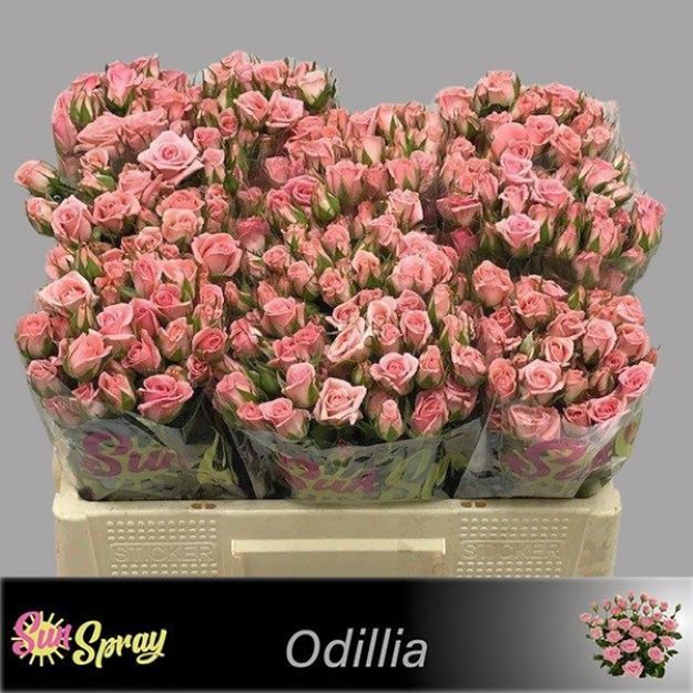 R TR ODILIA 70CM