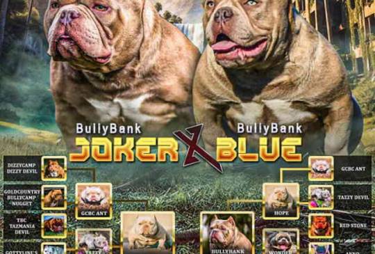 American Bully Ženka je stara 13 meseci,