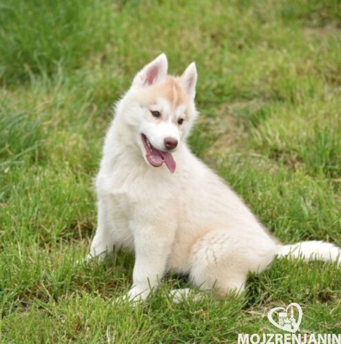 Sibirski haski štenci