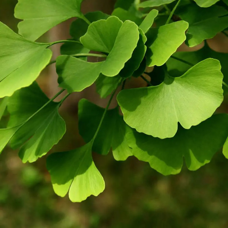 Ginko