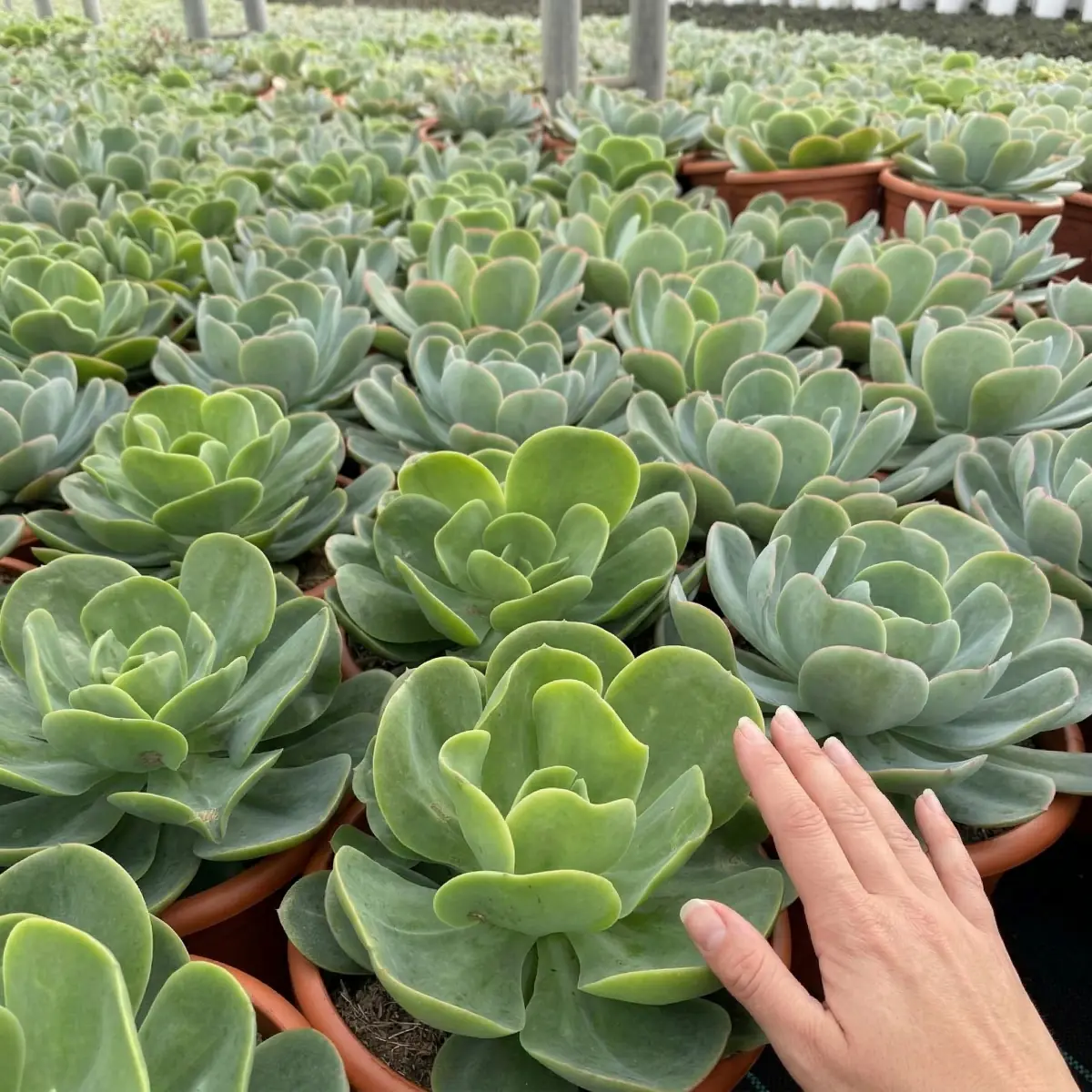 Meksička Gigantska koka Zelena