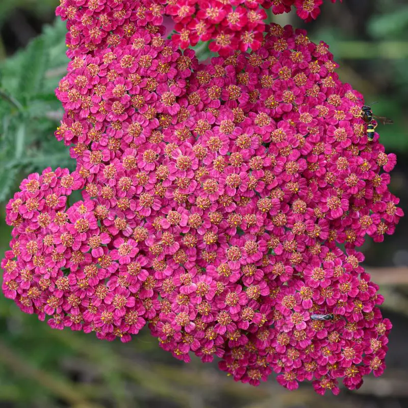 Hajdučka trava Crveni Baršun