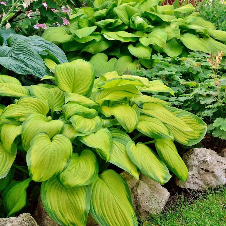 Hosta Gvakamole