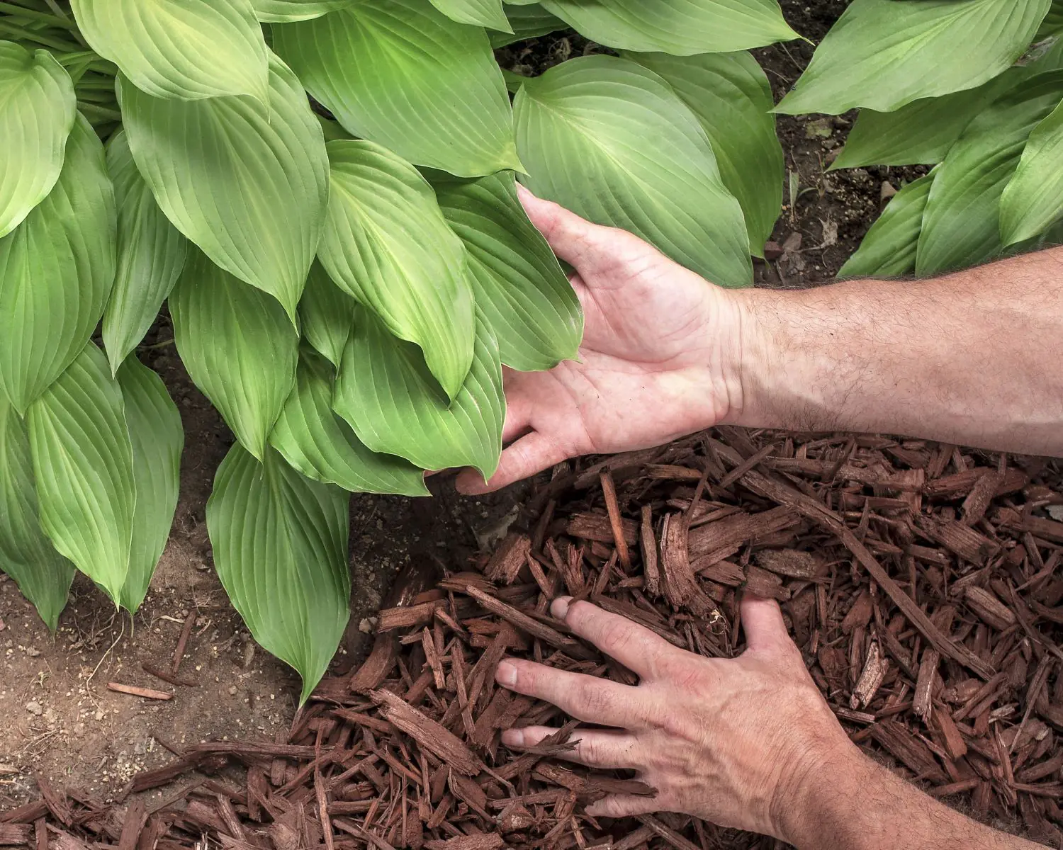 Hosta Devon