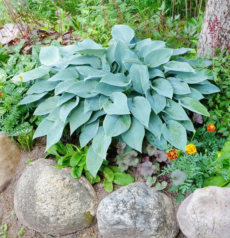 Hosta Kanadska Plava