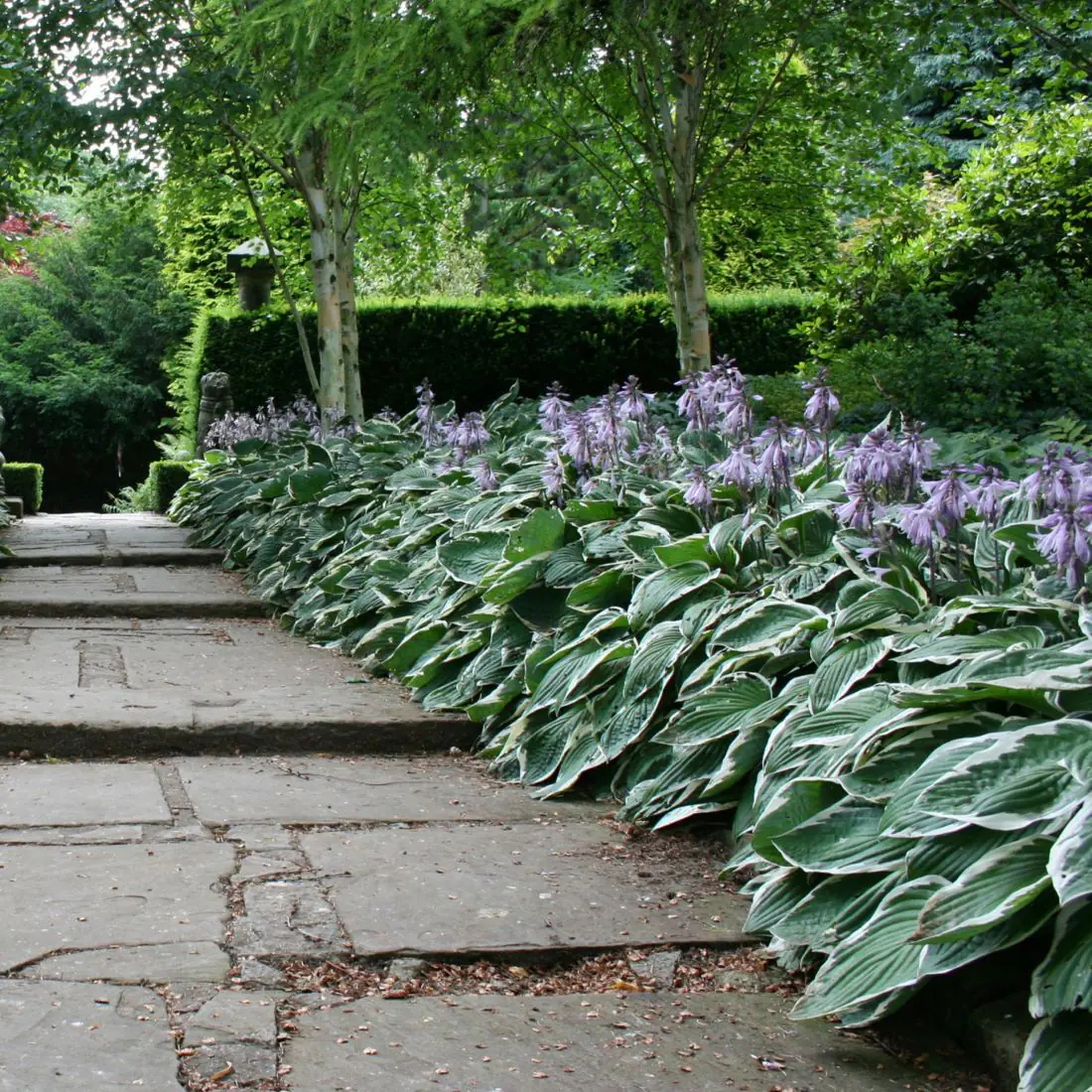 Hosta Antiohija