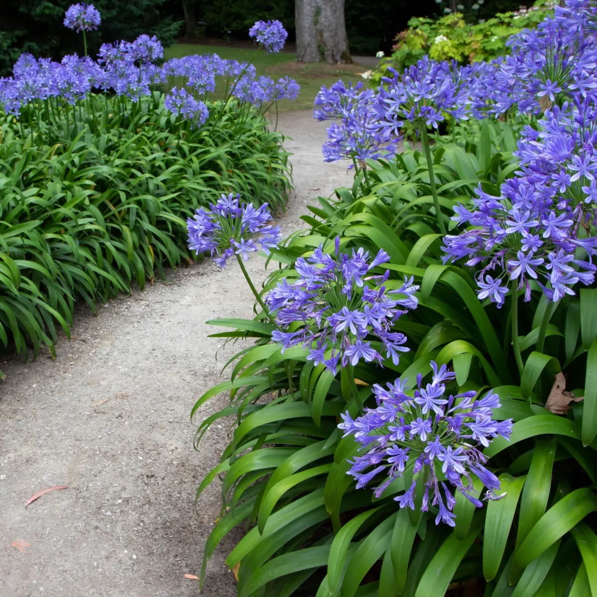 Afrički ljiljan Mornarsko Plavi