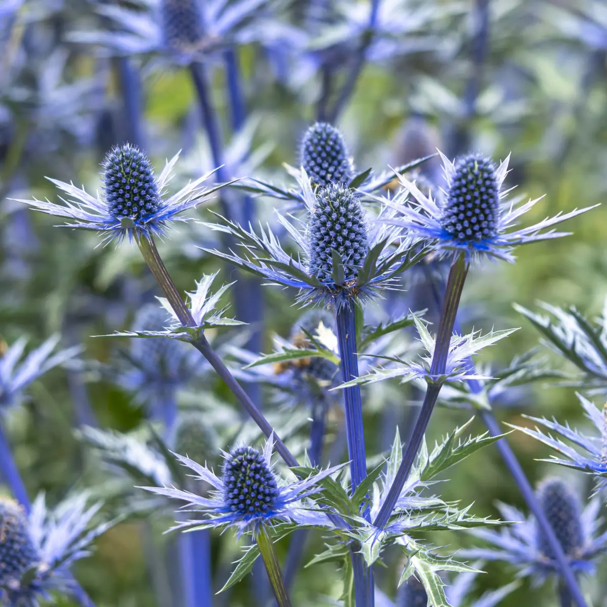Morska božikovina Plavi Hobit