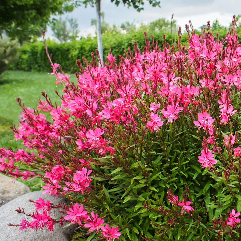 Gaura Pink