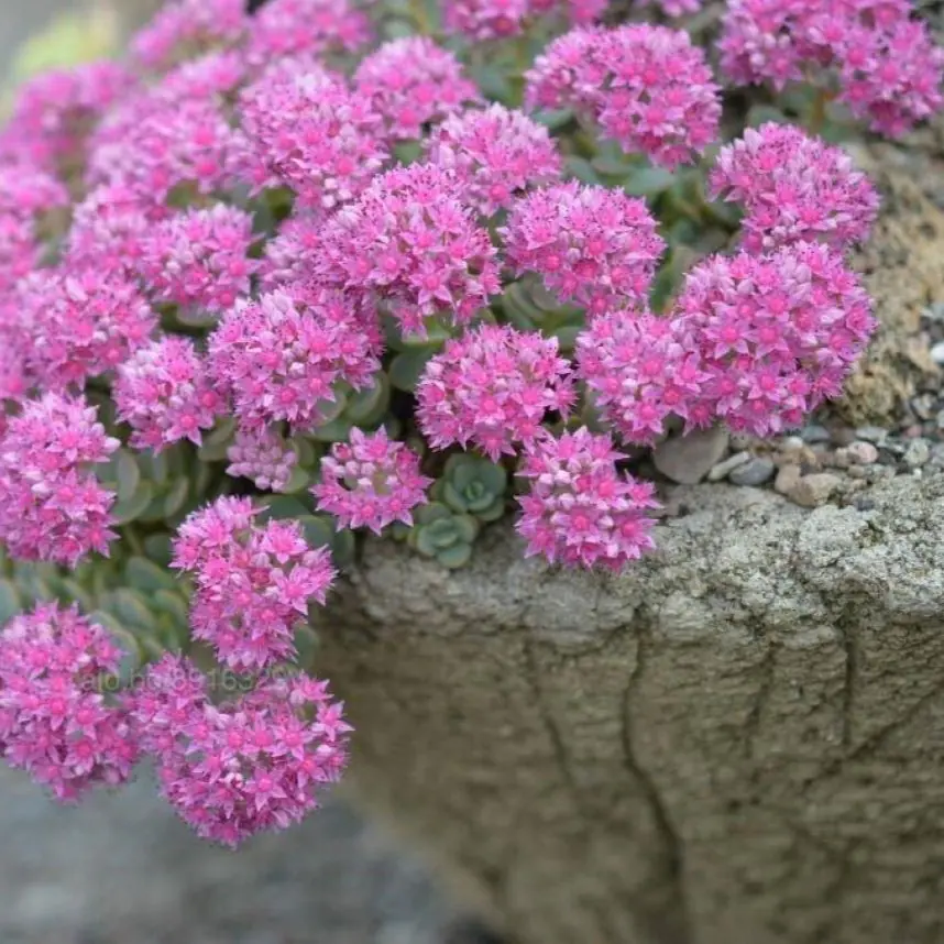 Sedum Ruža