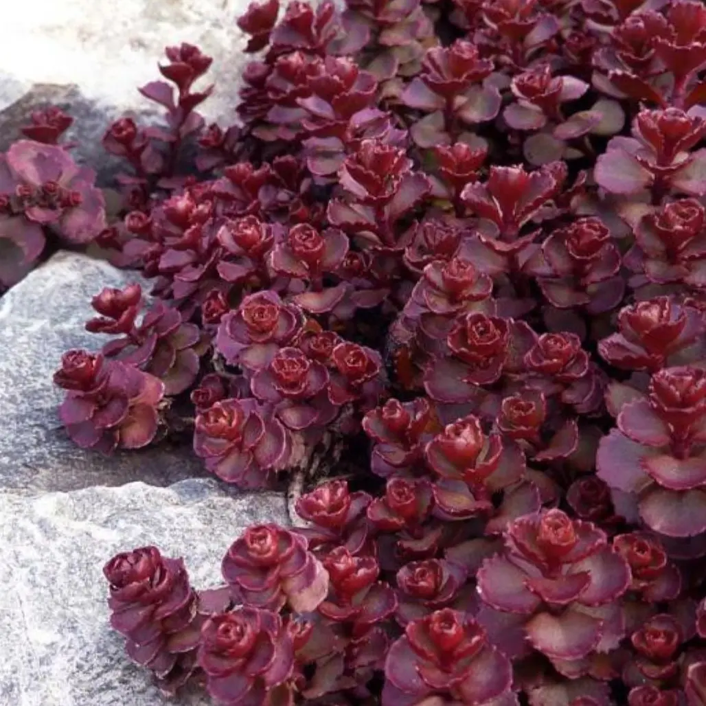 Sedum Purpurni