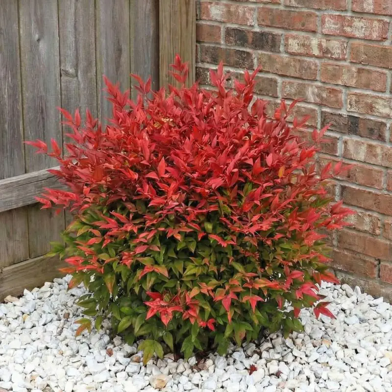 Nandina crvenolisna Obsest