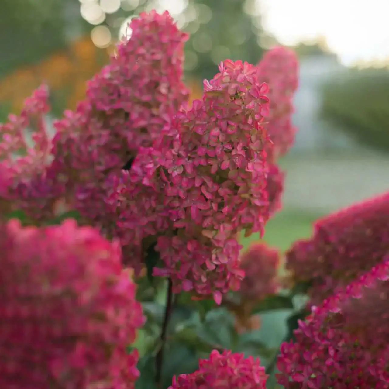 Hortenzija drvenasta Jagoda Melba