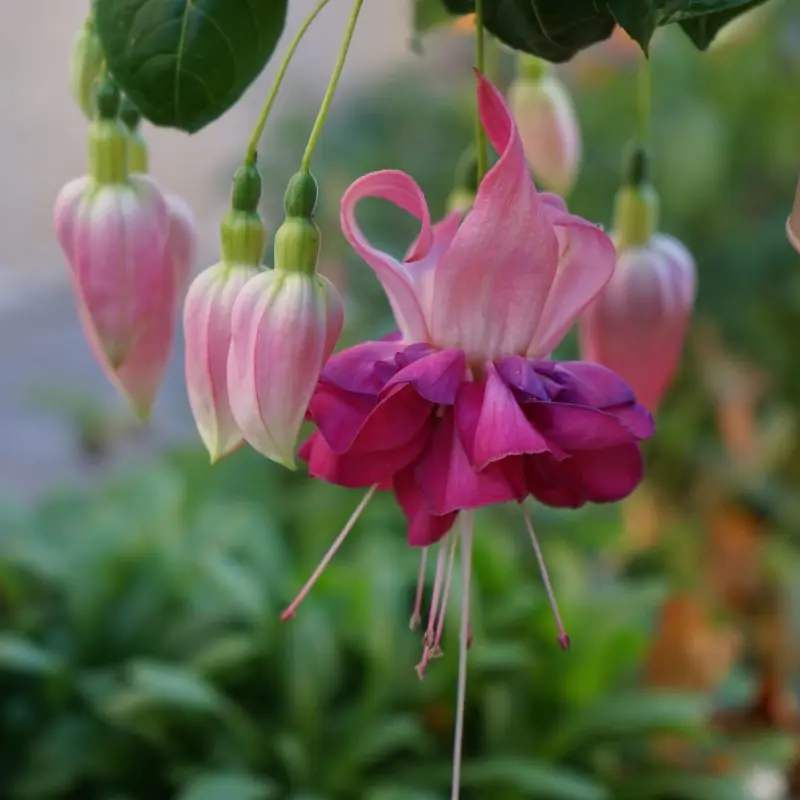 Minđušica krupnocvetna Rosela