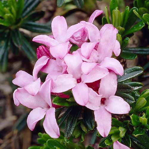 Daphne Transantlantica Pink Fragrance - Dafne