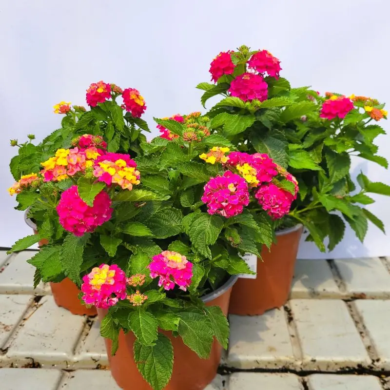Lantana