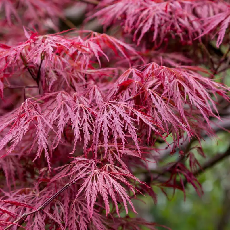 Japanski javor Kraljevski
