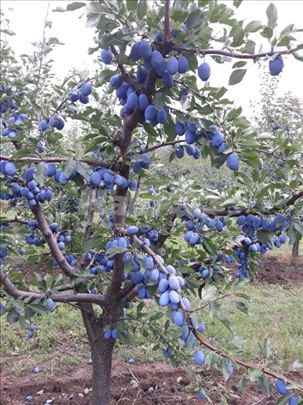 Šljivik 5,5ha u G.Trnavi sa mehanizacijom