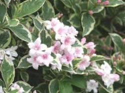 Weigela Florida variegata ,sarenolisna vejgela