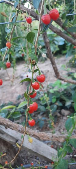 Sadnice crveni godži