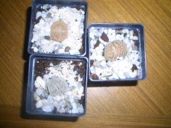 Lithops mix, zivi kamen, mix od 3 biljke