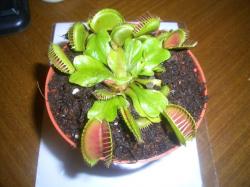 DIONAEA MUSCIPULA, biljka
