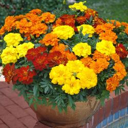 Kadifa Niska Mix (200 semenki) Tagetes Patula Dwarf Mix