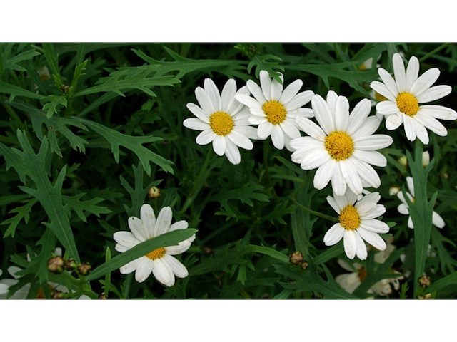 Buvač - Pyrethrum cinerariaefolium