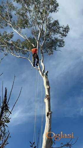 Visinski radovi - SEČA I OREZIVANJE DRVEĆA NA VISINI