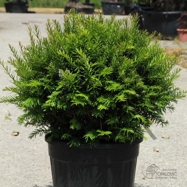 Taxus baccata Kugla