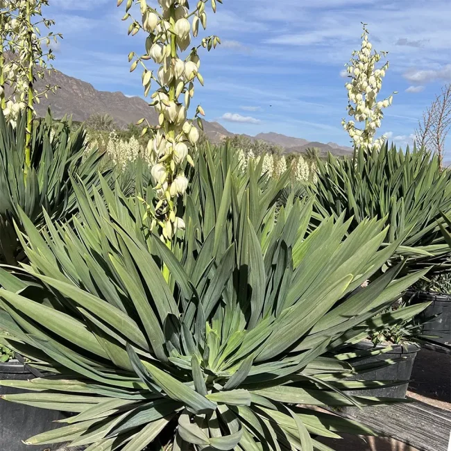 Yucca gloriosa ‘Lone Star’ – Šarena juka