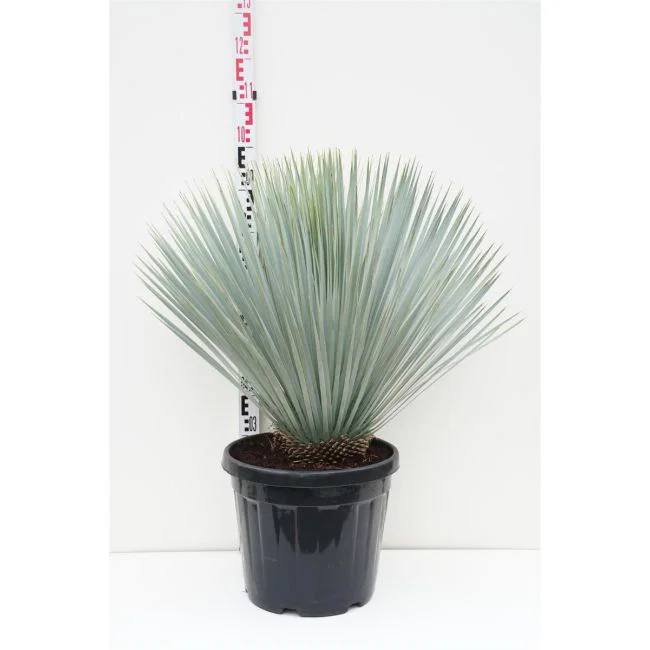 Yucca Rostrata