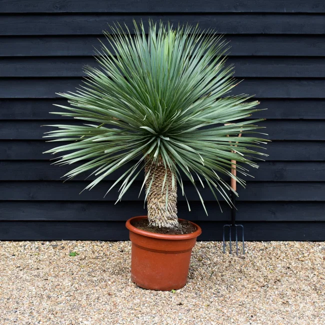 Yucca Rostrata Blue Swan
