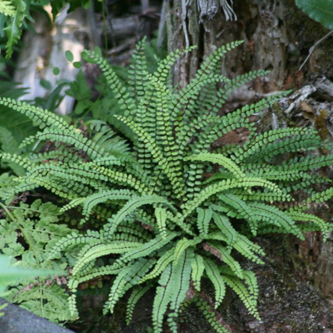 ASPLENIUM TRICHOMANES