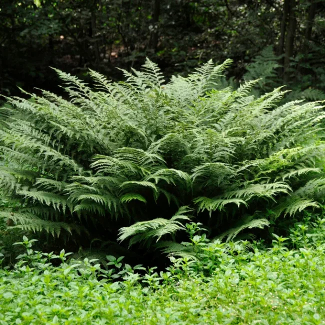 ATHYRIUM FILIX-FEMINA