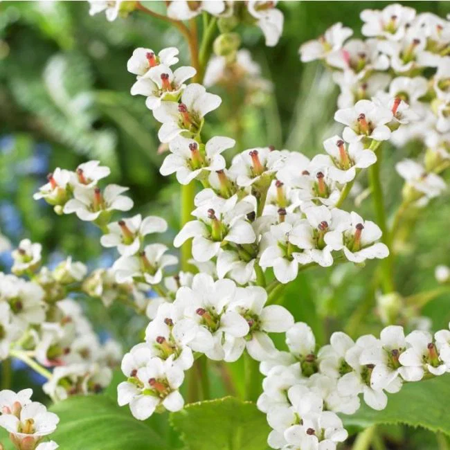 Bergenia ‘Bressingham White’ – Bergenija